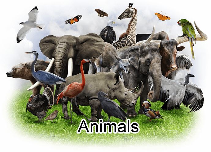 Animals - View-Master – Page 2 – 3Dstereo.com