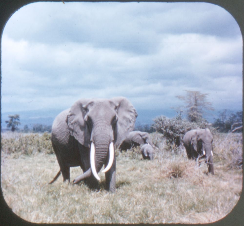 Wilde dieren Van Afrika - View-Master 3 Reel Packet - vintage - D111N ...