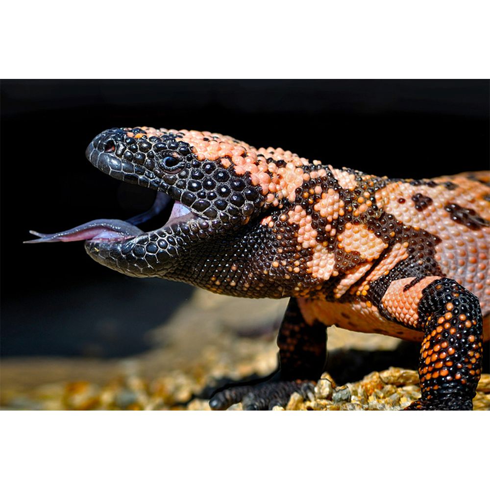 Gila Monster - 3D Magnet for Refrigerator, Whiteboard, Locker ...
