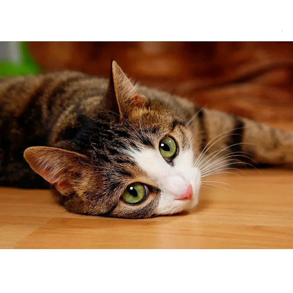 Cat - 3D Lenticular Postcard Greeting Card - NEW – 3Dstereo.com