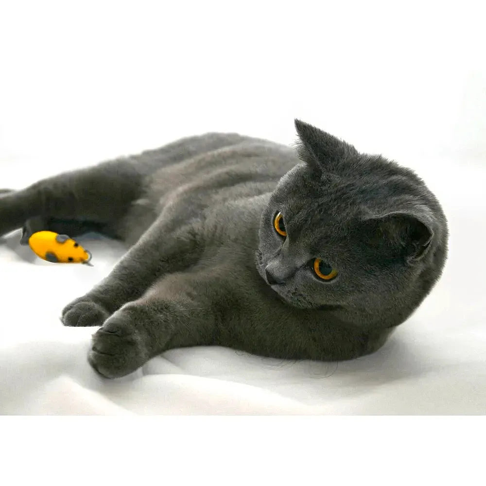 Cat and Mouse - 3D Lenticular Postcard Greeting Card - NEW – 3Dstereo.com