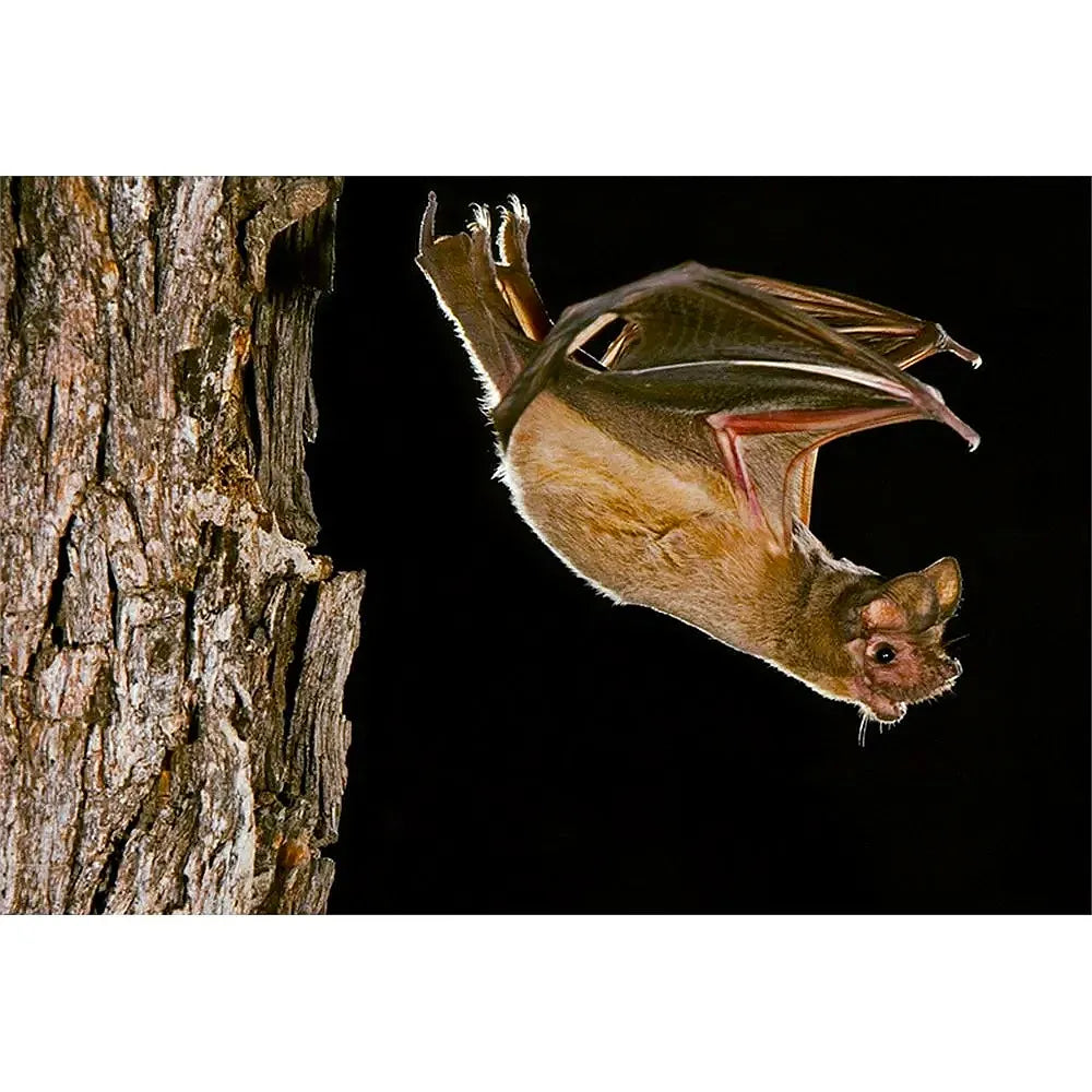 FREE-TAILED BAT - 2 Image 3D Magnet for Refrigerator, Whiteboard, Lock ...
