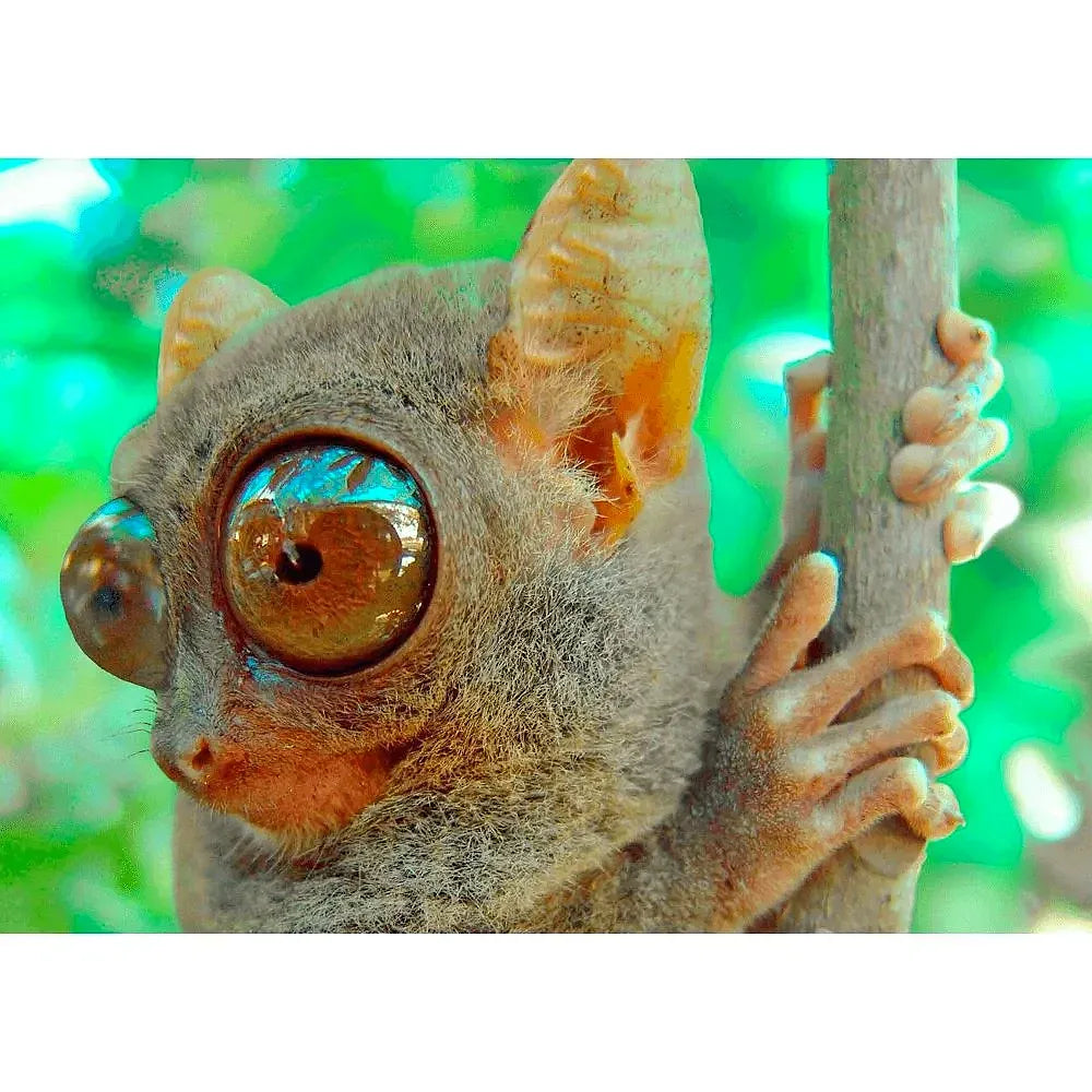 Bush Baby Eyes Pangaea Scan] Lesser Bush Baby