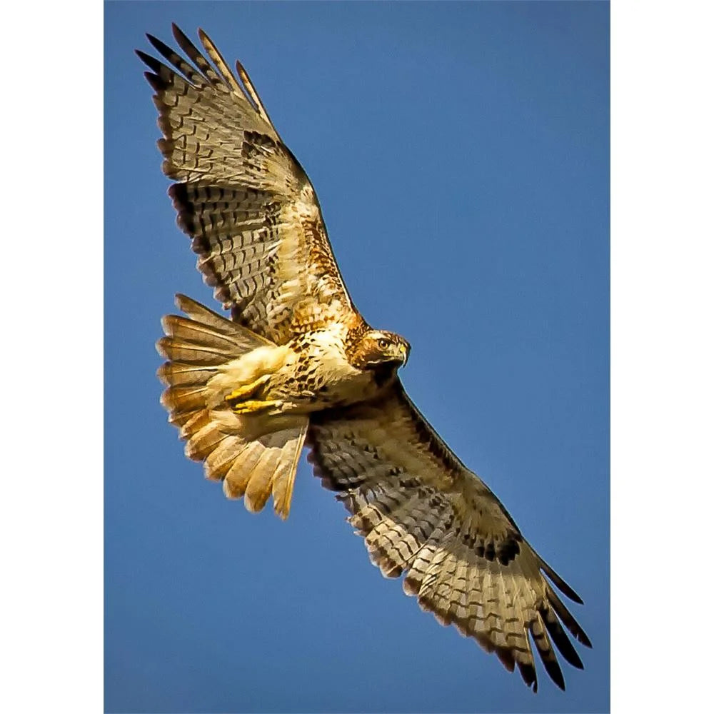 RED TAILED HAWK Animated 2 Images - 3D Lenticular Postcard Greeting ca ...