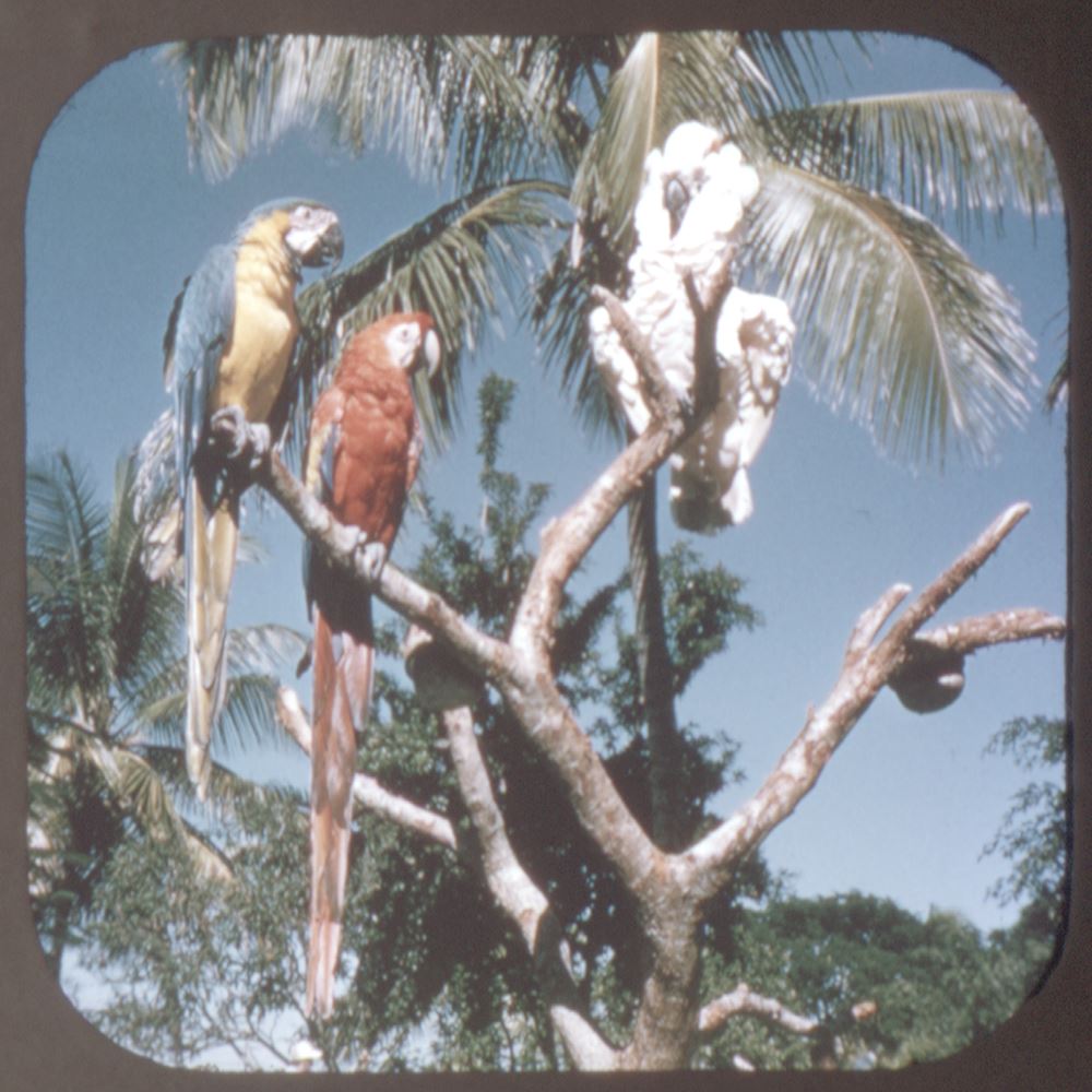 Rare Bird Farm - Florida - View-Master Single Reel - 1955 - vintage ...