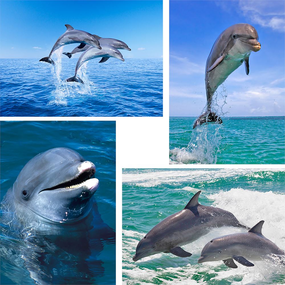 4 - Dolphins - 3D Lenticular Postcards Greeting Cards - NEW – 3Dstereo.com